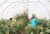 100 Acres of Ambition: Growing Community Wealth at Lauriston Farm ...