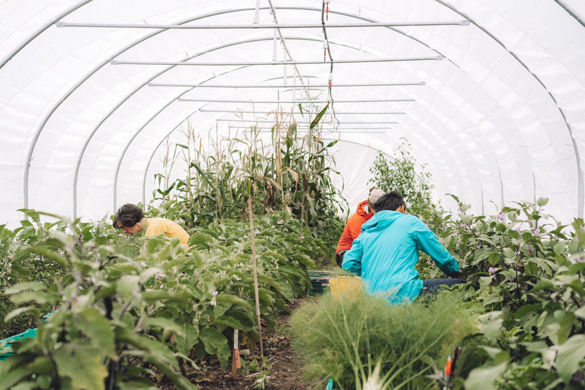 100 Acres of Ambition: Growing Community Wealth at Lauriston Farm ...